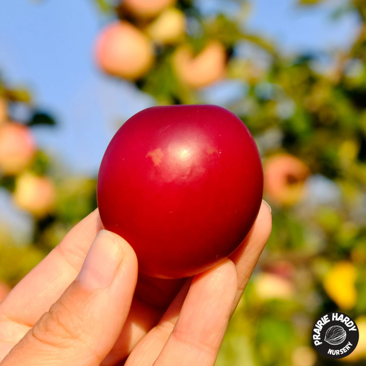 Patterson Pride Plum – Prairie Hardy Nursery