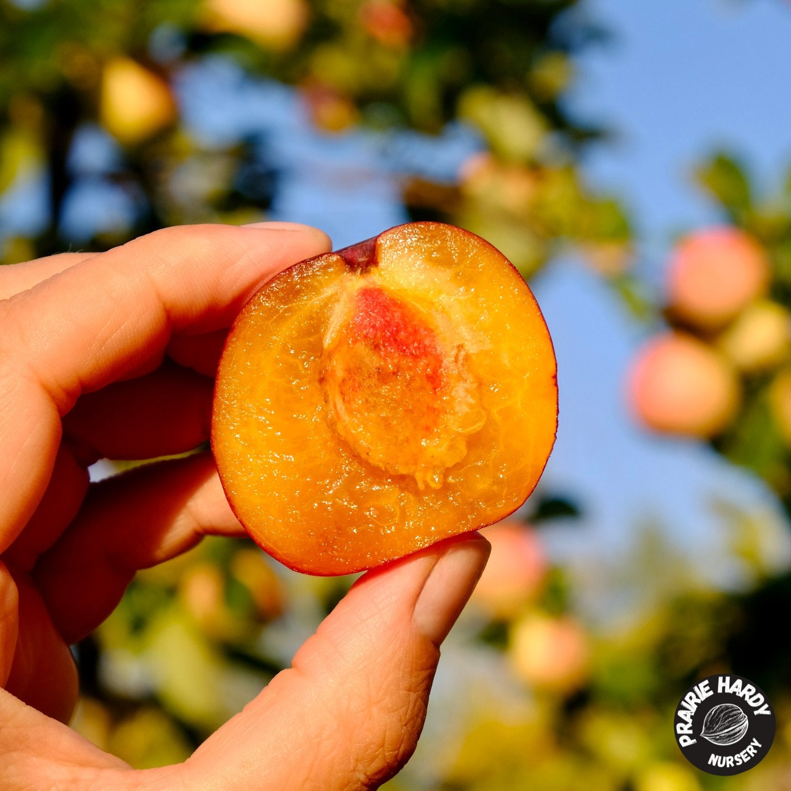 Patterson Pride Plum – Prairie Hardy Nursery