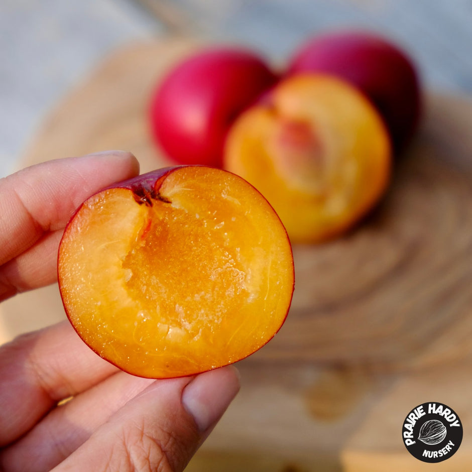 Plum Trees – Prairie Hardy Nursery