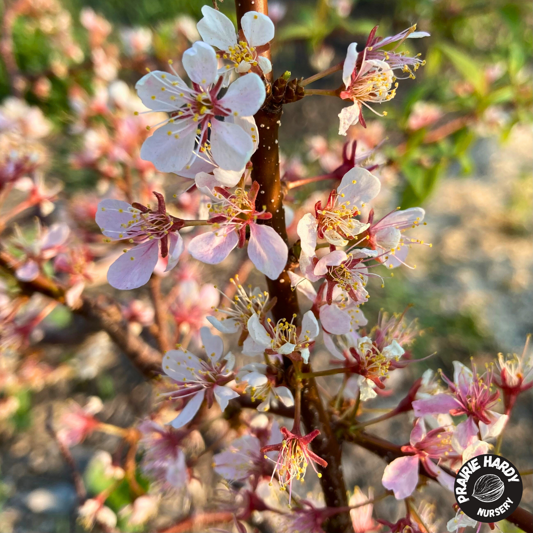 Plum Trees – Prairie Hardy Nursery
