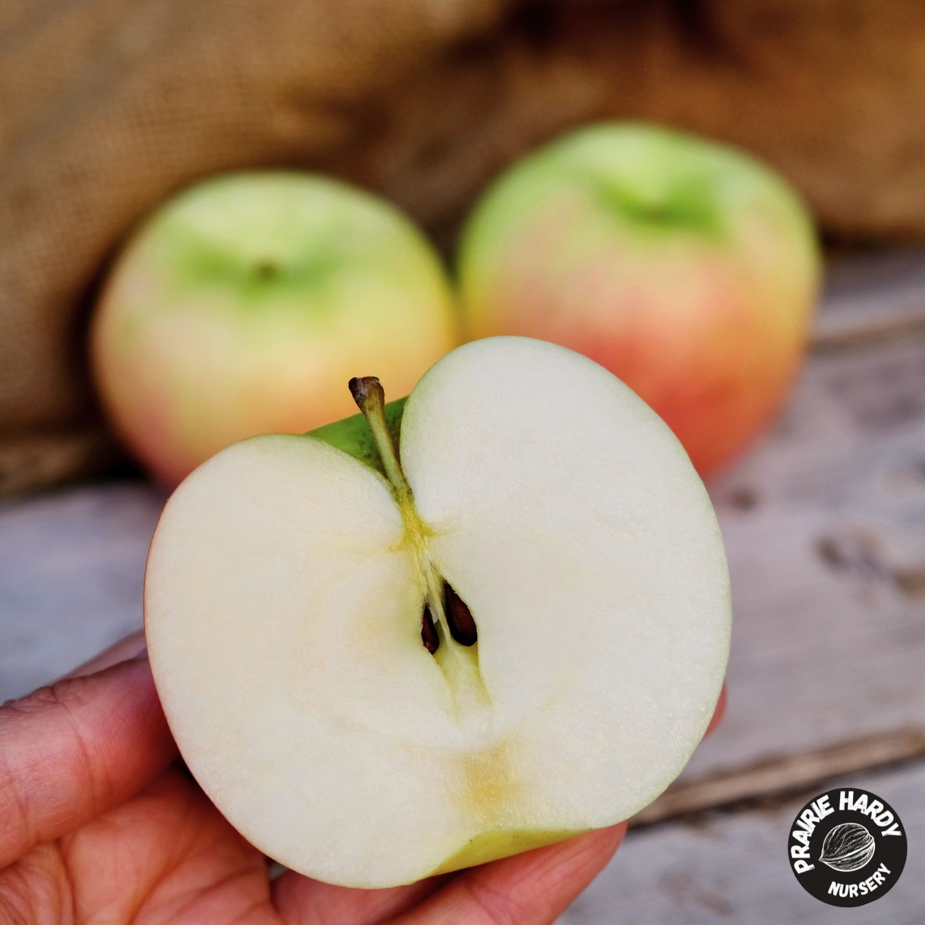 Prairie Sensation Apple – Prairie Hardy Nursery