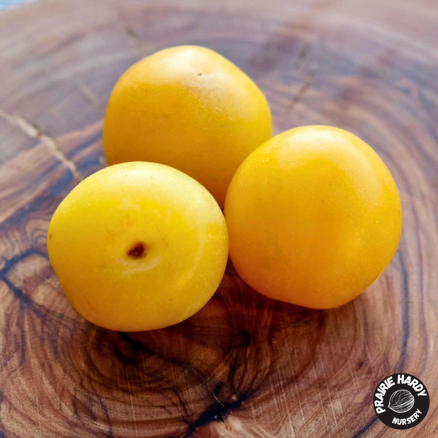 Plum Trees – Prairie Hardy Nursery