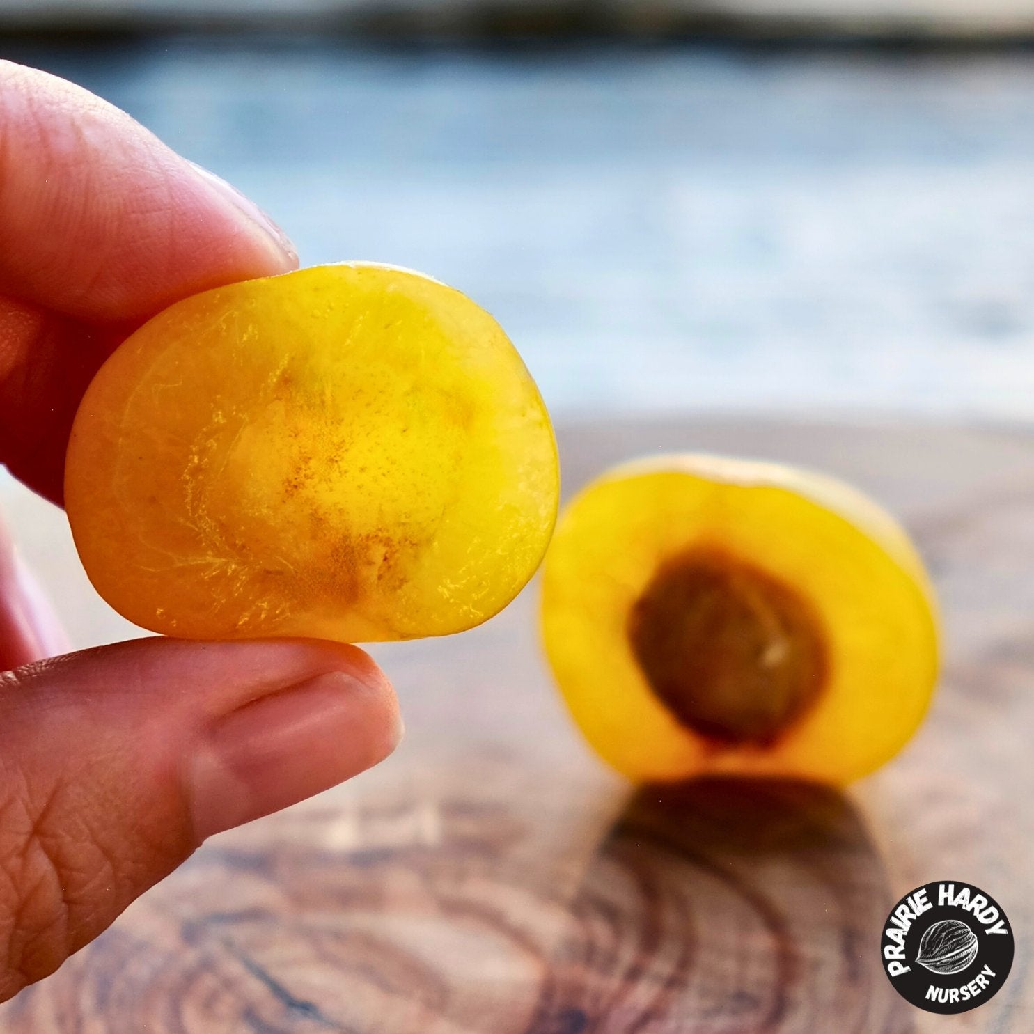 Plum Trees – Prairie Hardy Nursery