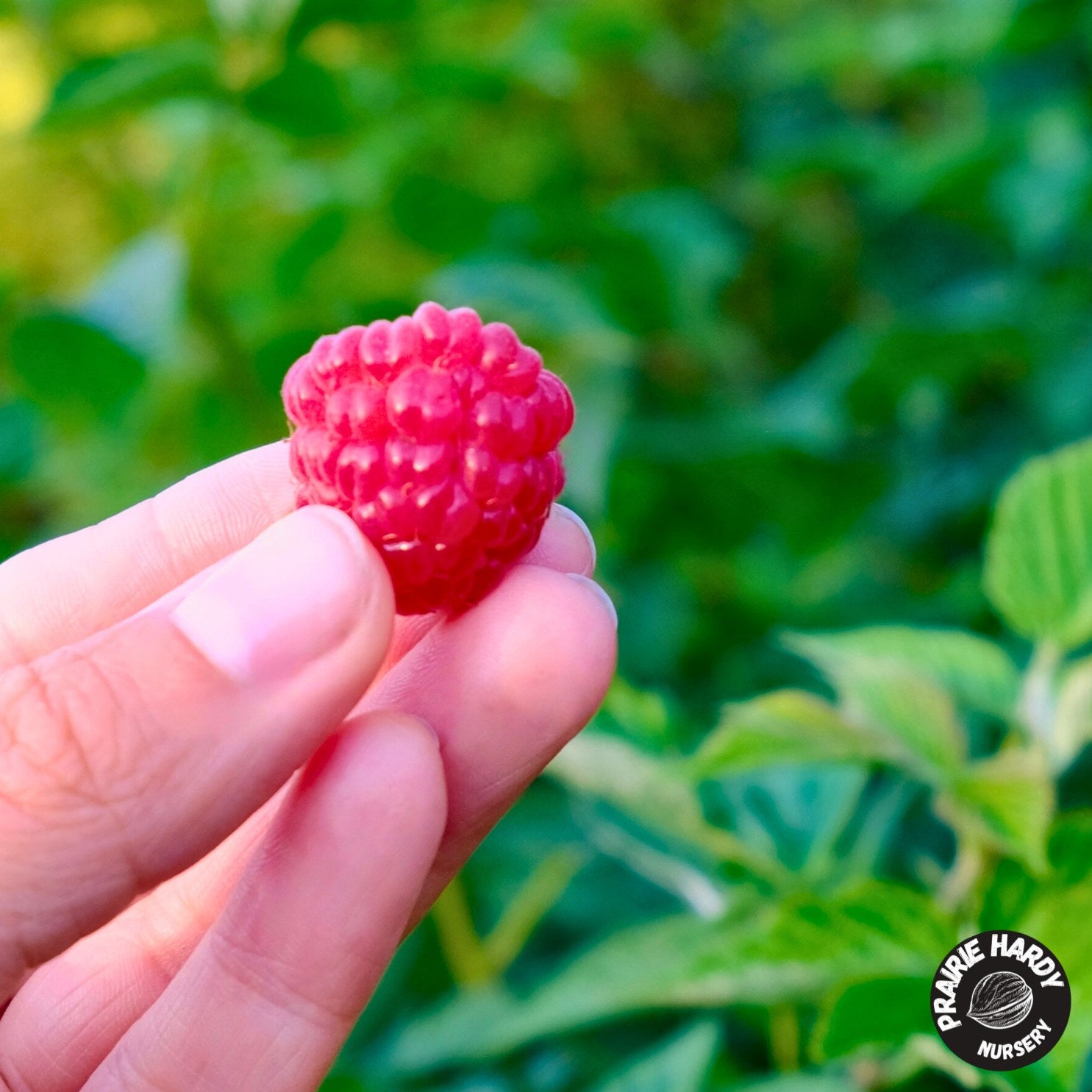 Red Mammoth Raspberry – Prairie Hardy Nursery