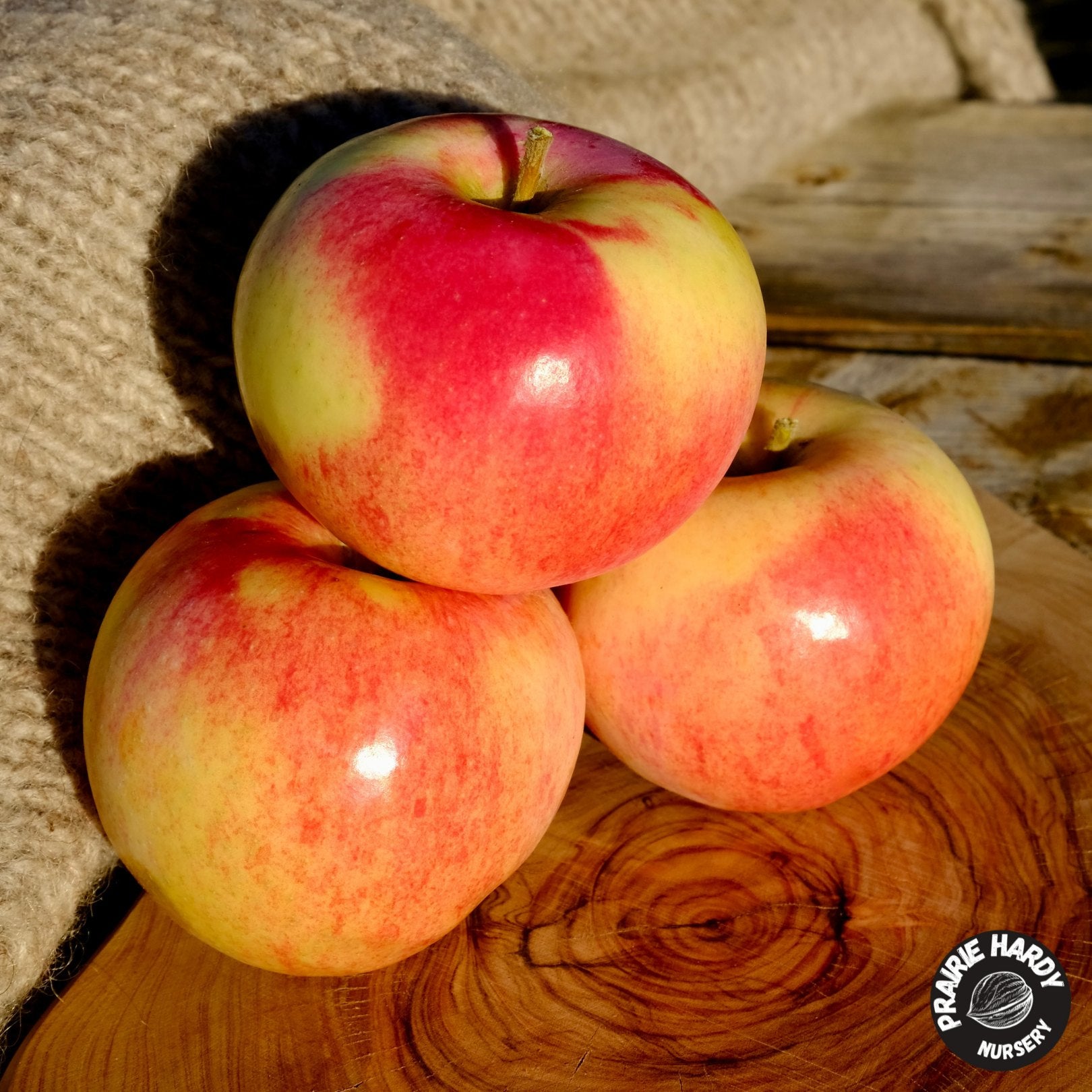 Red Sparkle Apple – Prairie Hardy Nursery