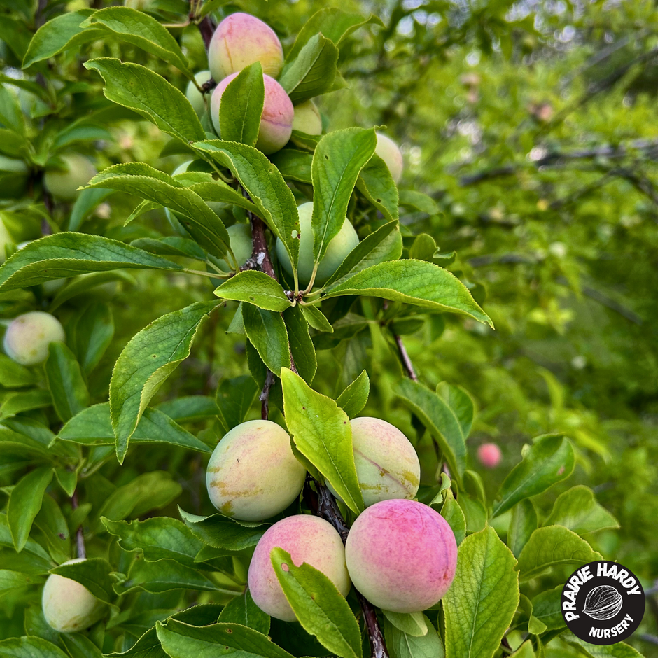 Plum Trees – Prairie Hardy Nursery