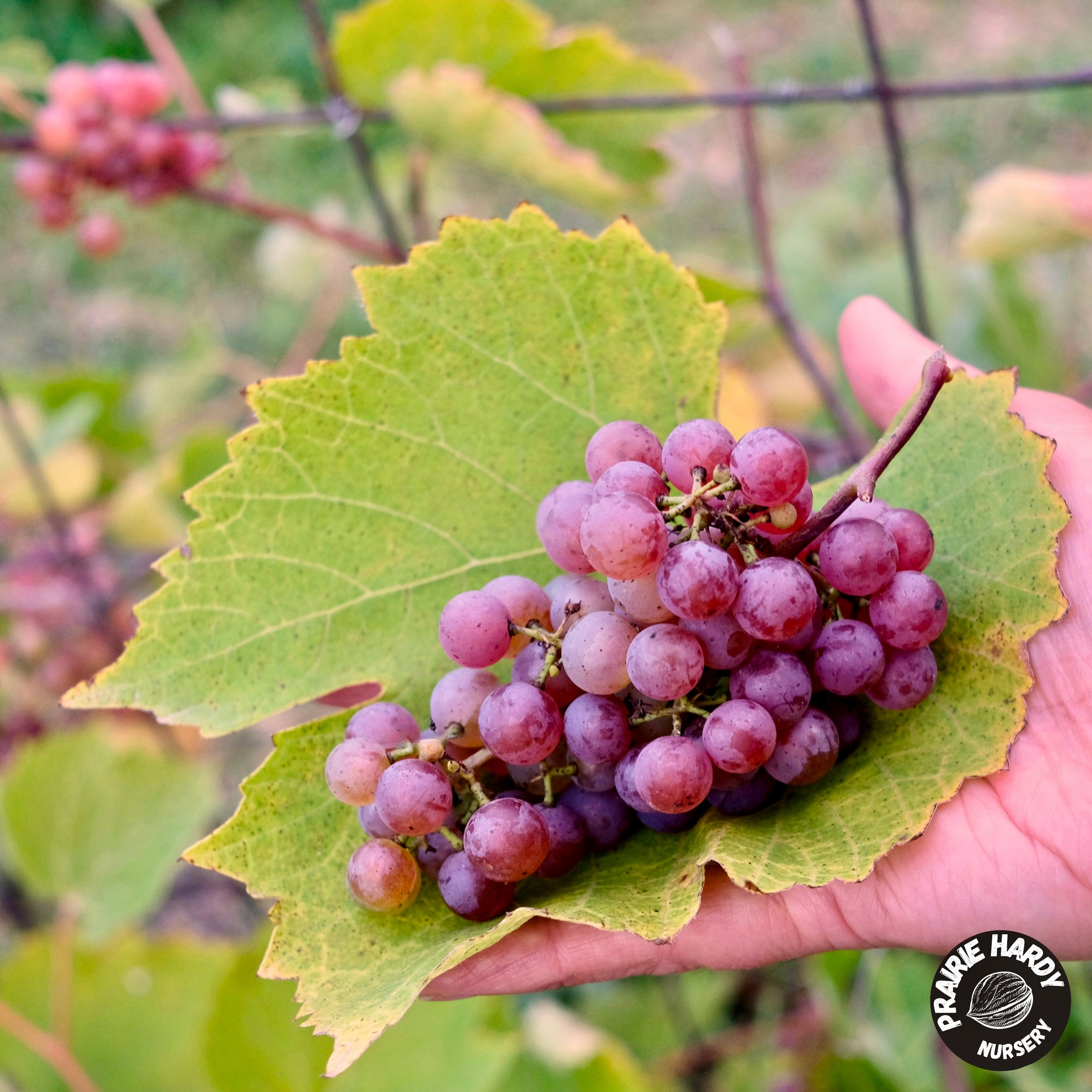 Somerset Grape – Prairie Hardy Nursery