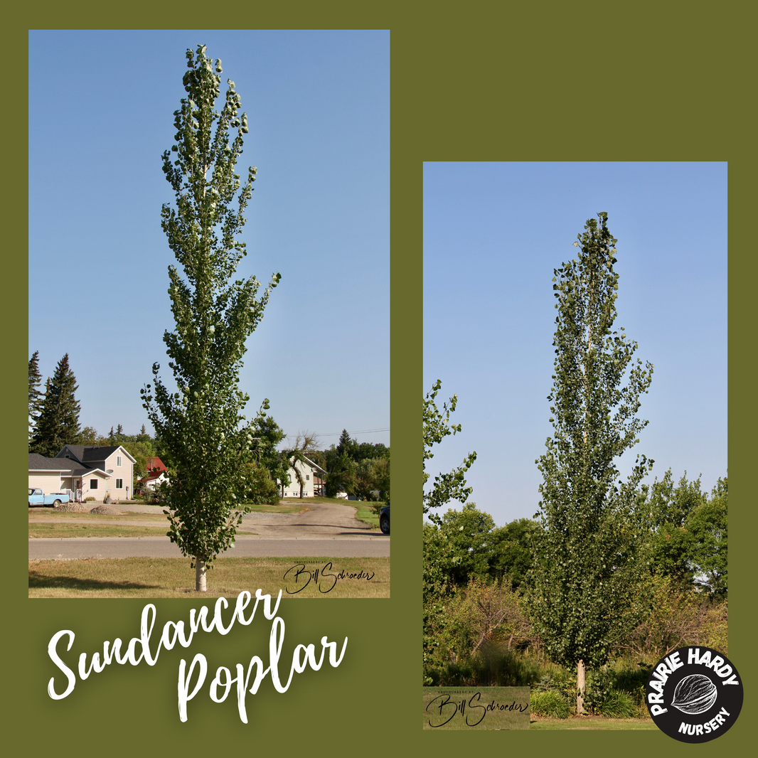 Poplar Trees – Prairie Hardy Nursery