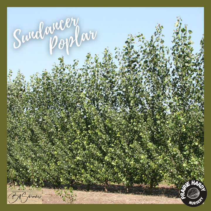 Poplar Trees – Prairie Hardy Nursery