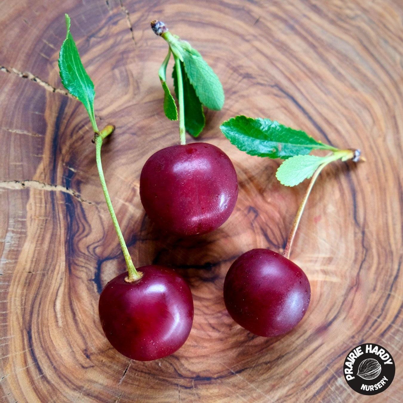 Sweet Thing Cherry – Prairie Hardy Nursery