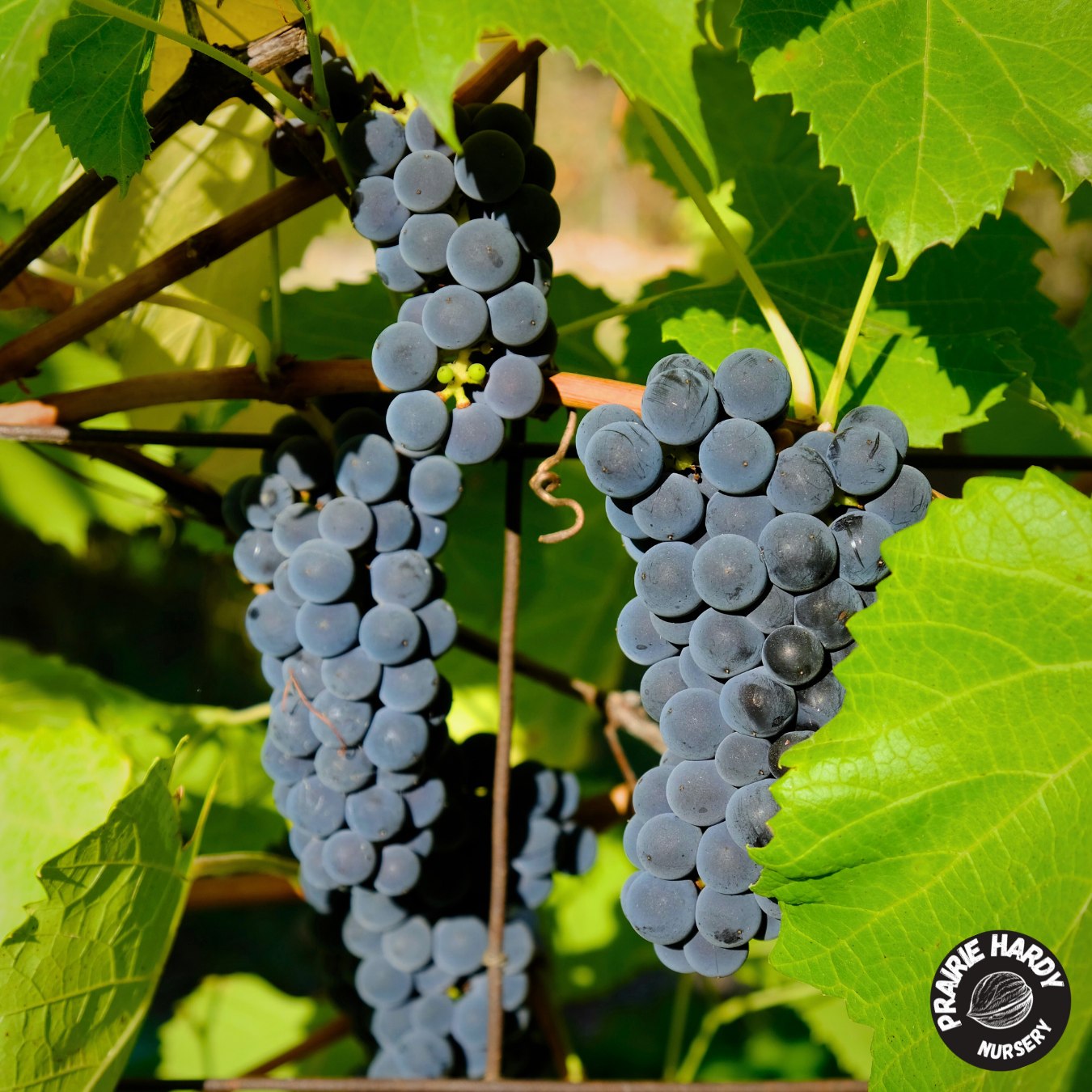 Valiant Grape – Prairie Hardy Nursery