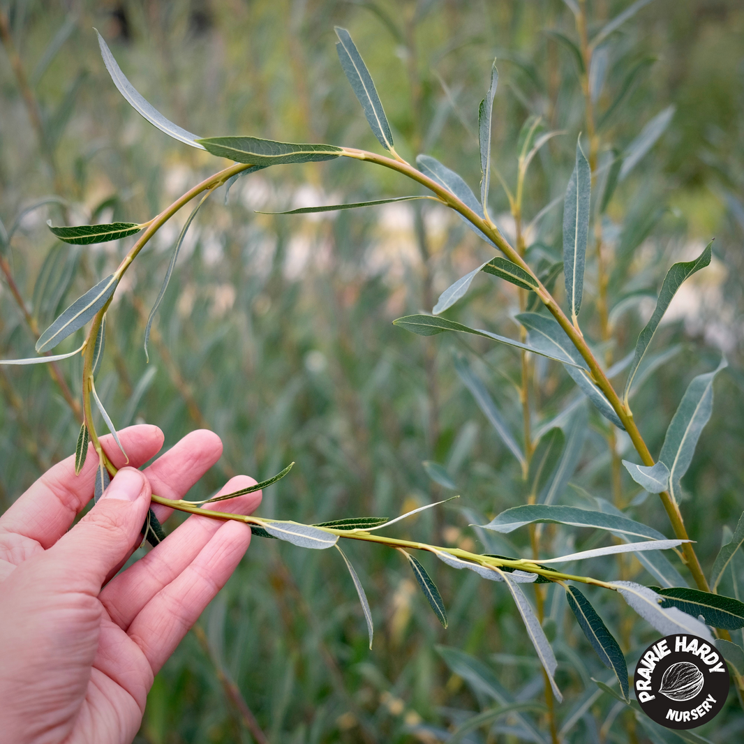 Willow Trees – Prairie Hardy Nursery