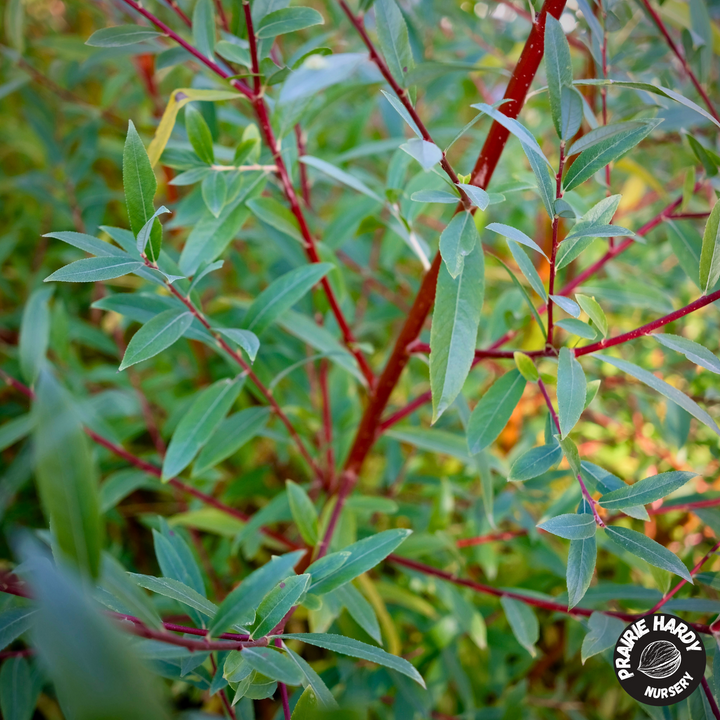 Willow Trees – Prairie Hardy Nursery