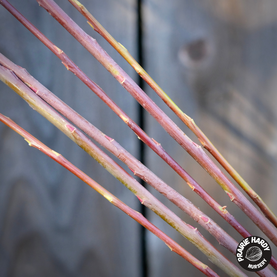 Willow Trees – Prairie Hardy Nursery