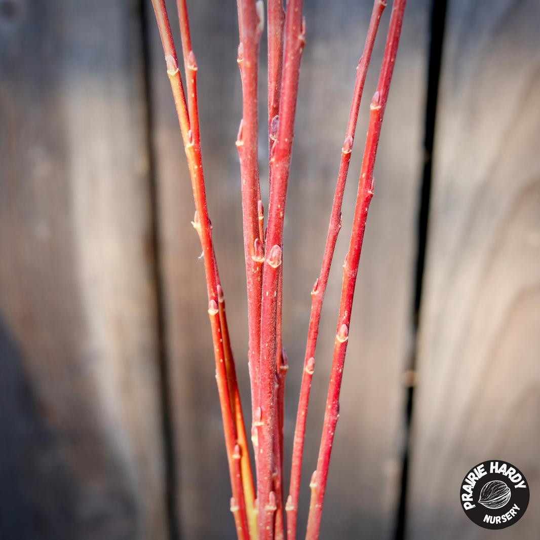 Willow Trees – Prairie Hardy Nursery