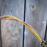 Willow Trees – Prairie Hardy Nursery