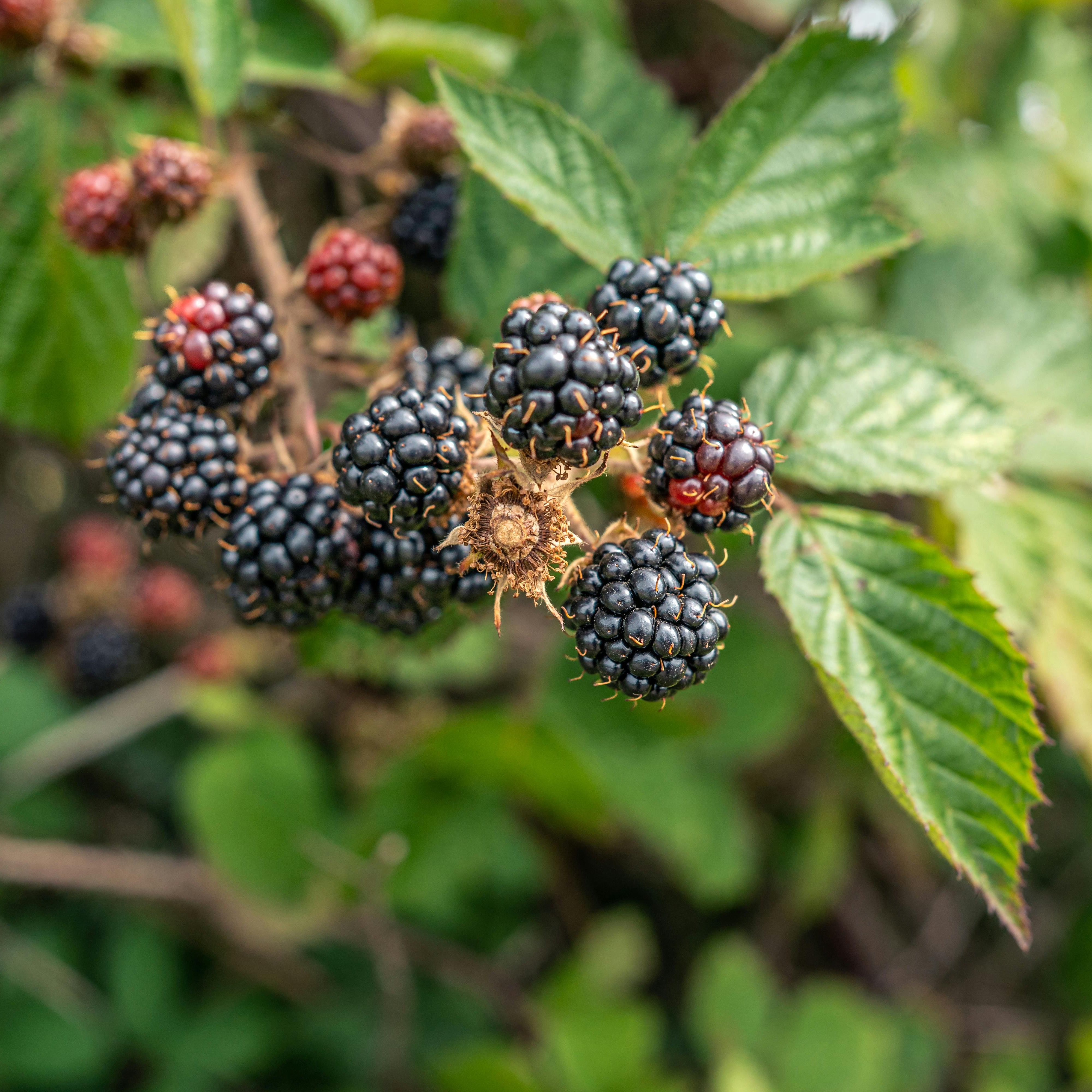 Balsor Hardy Blackberry – Prairie Hardy Nursery