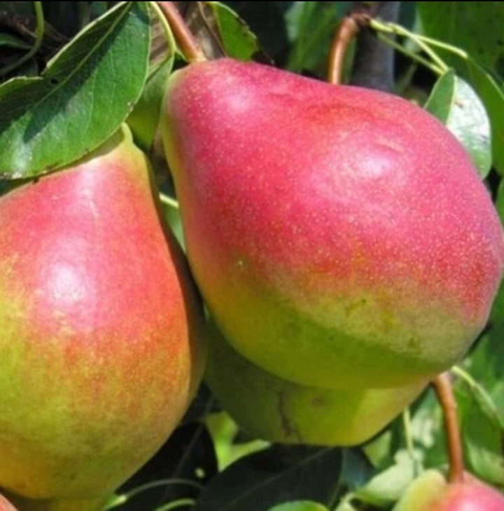 Pear Trees – Prairie Hardy Nursery