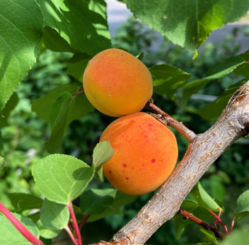 Apricot Trees – Prairie Hardy Nursery