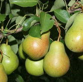 Pear Trees – Prairie Hardy Nursery