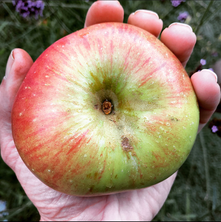 Prairie Hardy Nursery | Artisan Nursery of Edible and Unique Trees